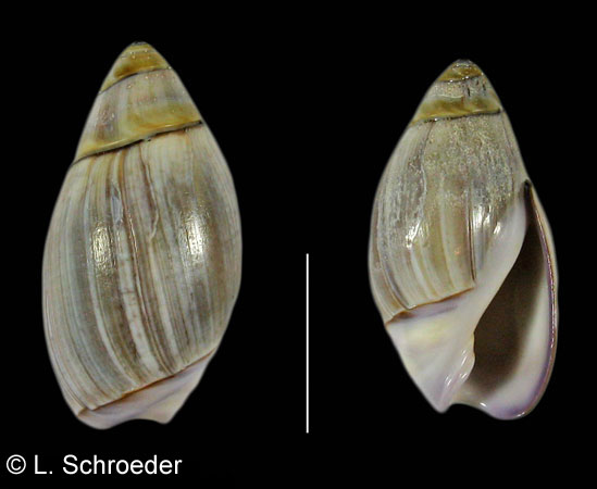 Gastropods - Nassariidae, Fasciolariidae, Olividae